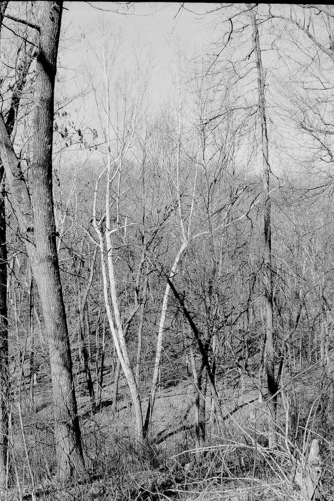 A Real Standout – Tamed Along Life Trails